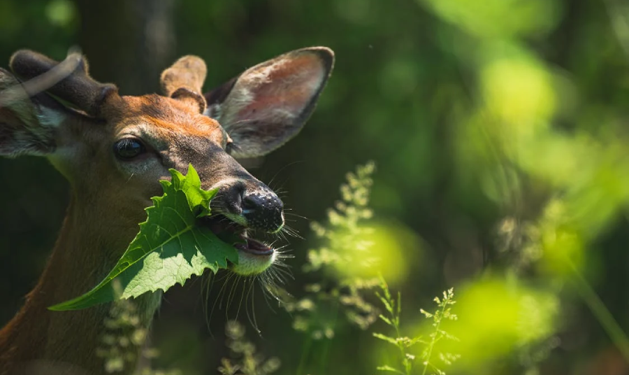 Deer Food Habits Through the Seasons – kjrests.com | Kopfjäger